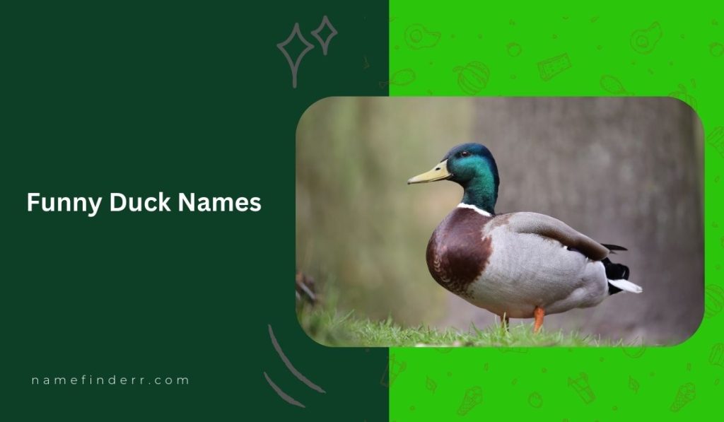 210+ Funny Duck Names - Free AI Funny Names Generator